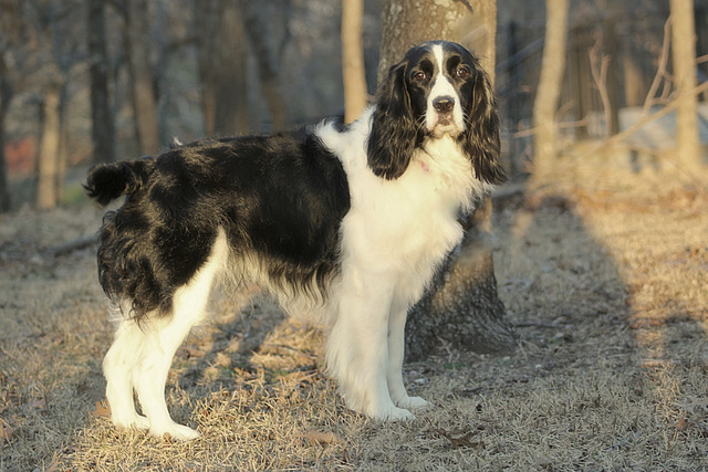 Springer Info | English Springer Rescue America, Inc. Blog